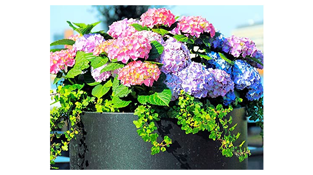 Buy Vibrant Hydrangea Seeds for Fast-Growing Snowball Shrubs