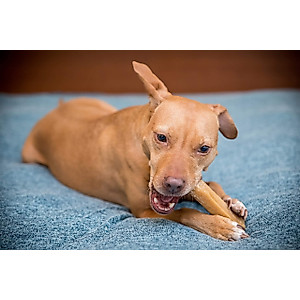 KATHMANDU'S - Authentic Himalayan Cheese Dog Chews - for Small Dogs (Pack of 15) - for Improved Dental Hygiene & Protein-Rich Nutrition, No Preservatives