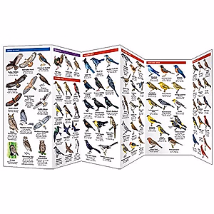 Arizona Birds (Nature Observation North America)