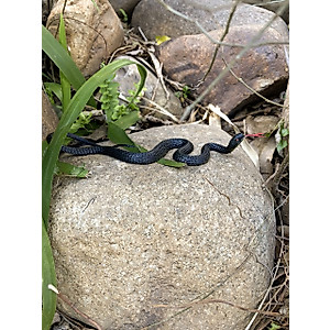 HOHAJIU Fake Snake Toy Rubber Realistic Snake Toy 10 PCS Lifelike Snake Toy Gag Gift for Halloween, April Fool’s Day Party Decoration