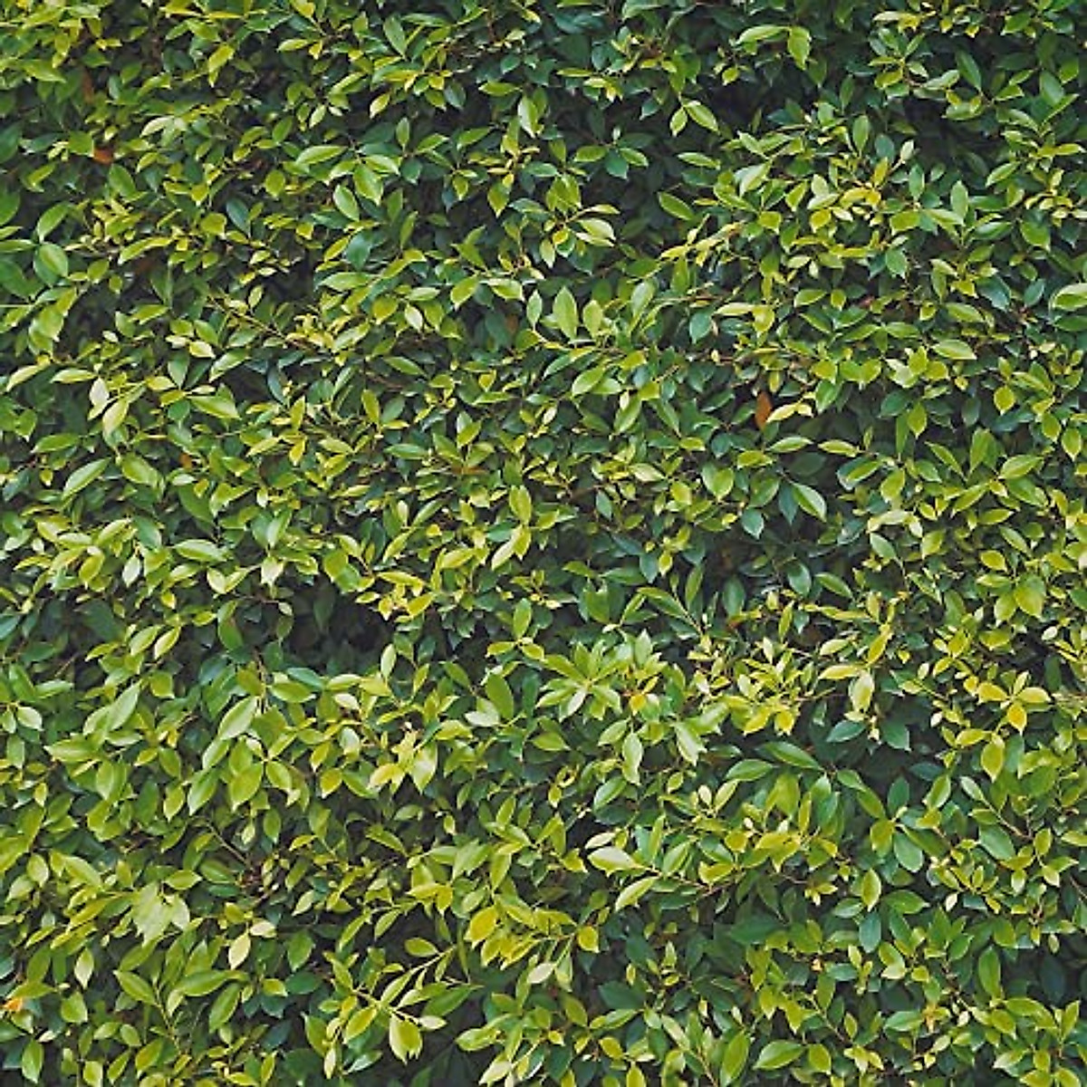 7 * 5Ft 3D Green Leaves Photography Backdrops Party Decoration Photo Background DIY Grass Backdrop Wall for Pictures Photo BoothHome Decorations