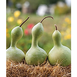 Burpee Ornamental Large Bottle Gourd Heirloom Gourd Seeds 50 seeds