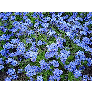 Forget Me Not Flowers (Myosotis sylvatica) - Over 5,000 Premium Seeds