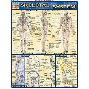 Skeletal System (Quick Study Academic)