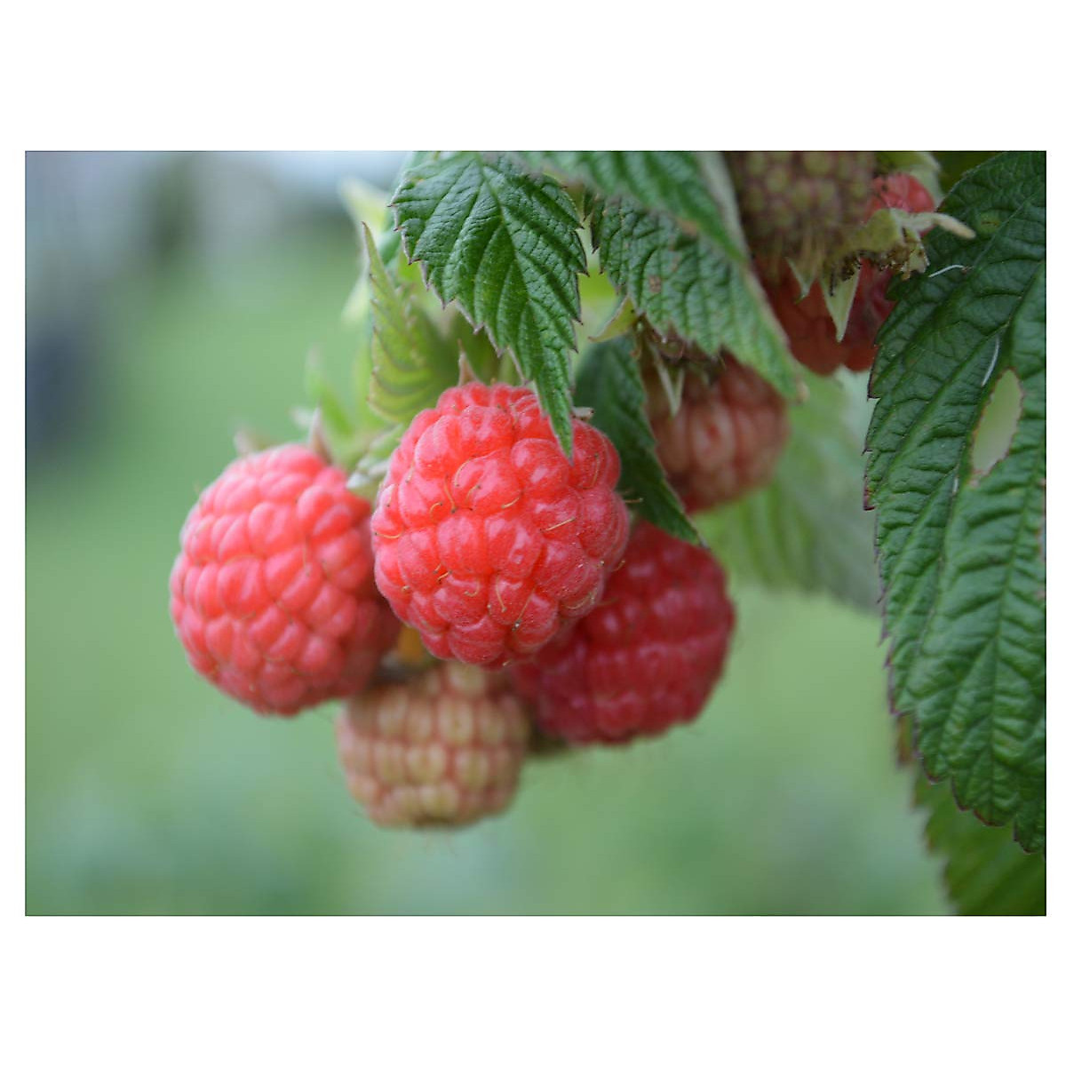 O & H Danish Kringles - Pecan and Raspberry