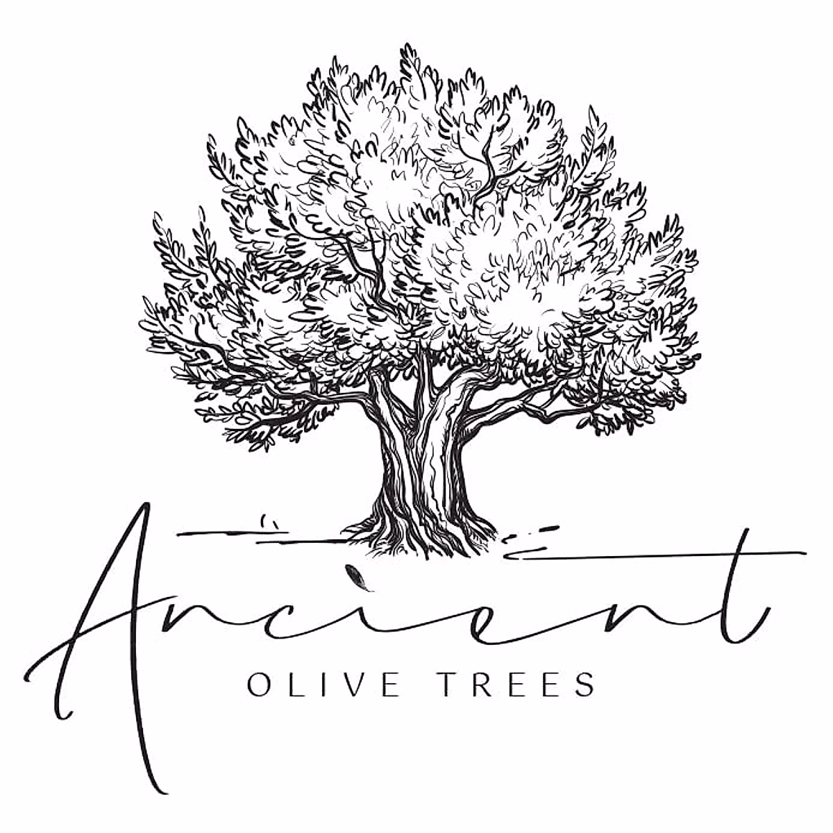 ANCIENT OLIVE TREES - Balsamic Vinegar | Aceto Balsamico di Modena IGP | Perfect for Any Sauce, Marinade, Salad, Fruit, or Vegetable Dish | 12.6 FL. OZ. | 1 CT