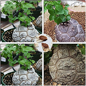 YoYoBoo DD 2016 New Available Dioscorea Elephantipes Imported Elephant's Foot Yam Seeds
