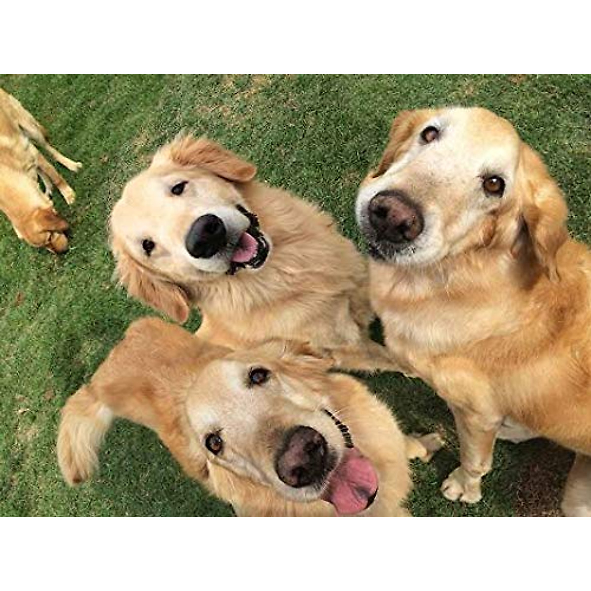 I LOVE MY PETS LLC Dog Immune Treats - Dog Immune Support - Booster - Healthy PET - Supplement - Selenium for Dogs - 60 Treats (1 Bottle)