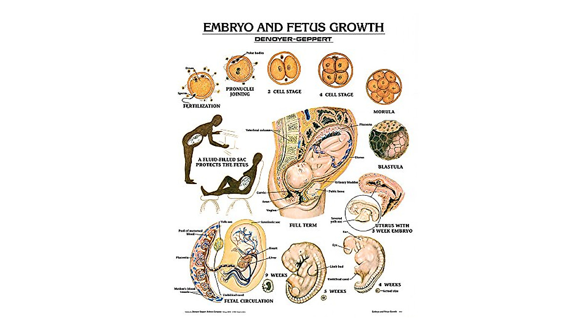 Embryo Fetus Growth Wall Chart - Durable & Educational