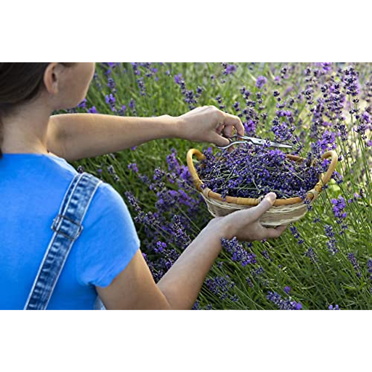1400 English Lavender Seeds for Planting Indoors or Outdoors, 90% Germination, to Give You The Lavender Plant You Need, Non-GMO, Heirloom Herb Seeds (1 Pack)