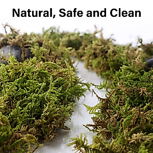 DR.DUDU 15L Forest Moss for Hamster Bedding Nesting, Syrian Gerbils Hamster Cages Accessories, Perfect for Small Animals Terrarium Moss