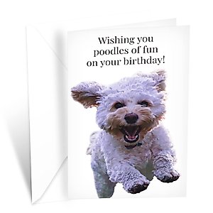 Prime Greetings Funny Dog Birthday Card Pun With Poodle, Made in America, Eco-Friendly, Thick Card Stock with Premium Envelope 5in x 7.75in, Packaged in Protective Mailer