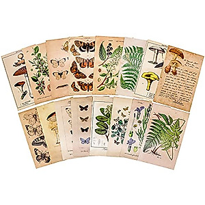 Knaid Vintage Style Postcard Set, Pack of 30 Botanical Plants Butterfly Mushroom Leaves Fruits Retro Postcards