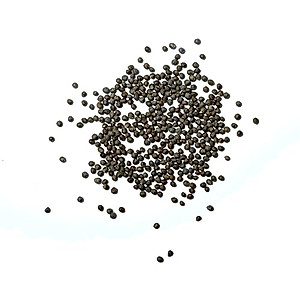 Seed Needs, Green Shiso Seeds - 300 Heirloom Seeds for Planting Perilla frutescens - Non-GMO & Untreated (2 Packs)