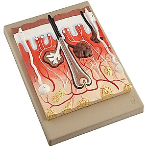Human Skin Model, 300x Enlarged - with Hand Painted Details - Mounted on Base, 13" x 10" - Eisco Labs