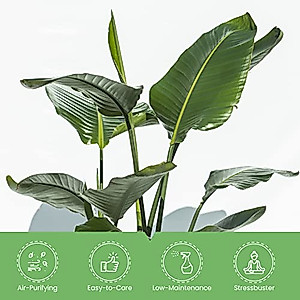 American Plant Exchange Live White Bird of Paradise Plant with Flowers, Plant Pot for Home and Garden Decor, 10" Pot