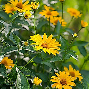 Outsidepride Perennial Heliopsis Summer Sun Garden Cut Flower - 2000 Seeds