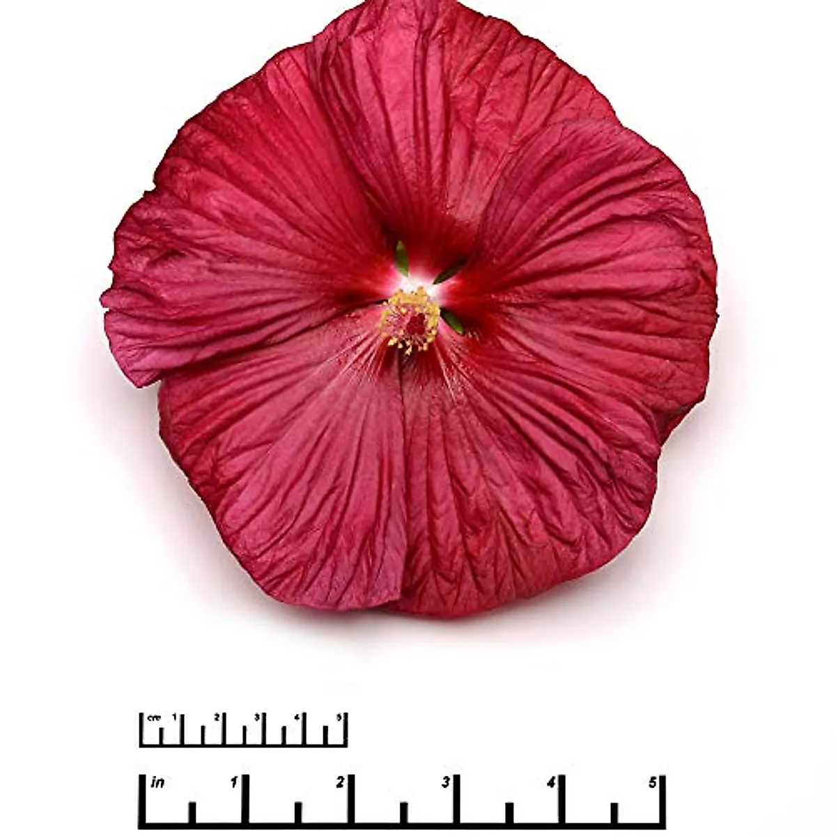 Outsidepride Hibiscus Luna Rose Garden Flower Seed & Foliage Container Plants - 20 Seeds