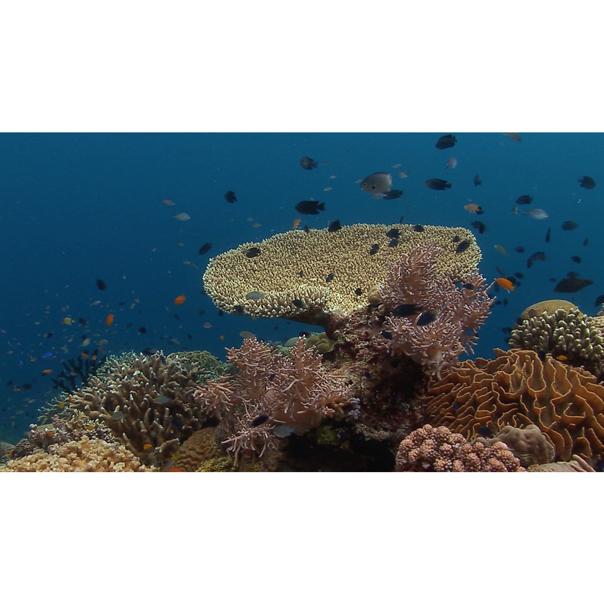 Underwater DVD- The Living Ocean - Relaxing Scenes of the Underwater World