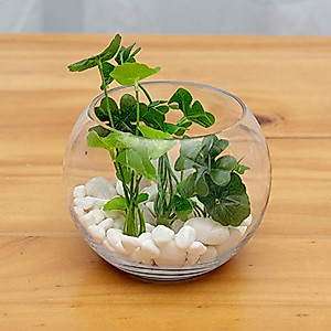 WGV Bowl Glass Vase, Diameter 8", Height 6", Open Width 5", (Multiple Sizes Choices) Clear Bubble Planter Terrarium Fish Bowl for Wedding Event Home Decor, 1 Piece (VBW0008A)