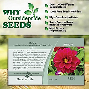 Outsidepride Dahlia Opera Violet Garden Cut Flower Seeds Great for Bouquets & Dried Floral Arrangements - 200 Seeds