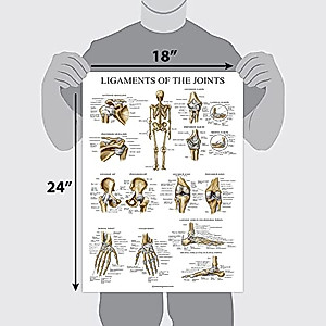 Palace Learning Ligaments of the Joints Anatomical Poster - LAMINATED - Ligament Anatomy Chart - 18 x 24