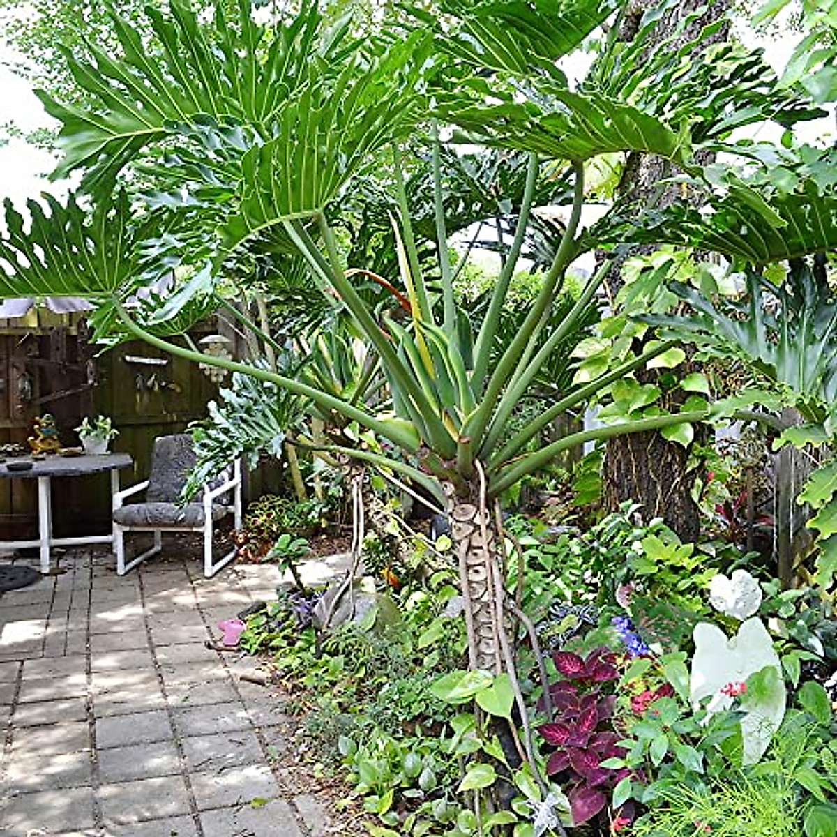 Lacy Tree Philodendron Seeds Philodendron Selloum Easy to Grow Tropical Plant Broadleaf Evergreen GMO Free Containers Garden Indoor Outdoor 15Pcs by YEGAOL Garden