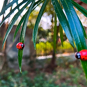 Rainteam 8pcs Plants Magnets Tiny Ladybug Pins Charms Funny Potted Plant Safe Magnets Cute House Plant Accessories,Christmas Decoration Gift for Plants Lovers (Ladybug)
