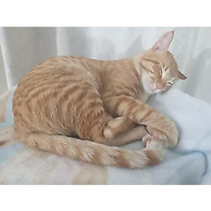 Dog scrubber bath, Dog bath brush with soap dispenser, Dog wash brush, Grooming Cleaning Comb, with Soft Silicone Rubber Bristles, Puppy Kitten Hair Brush Washing Pet Paws