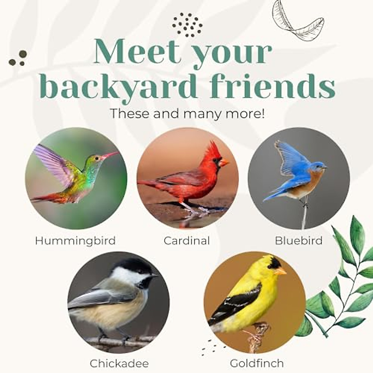 Skybox Window Bird Feeder Inside House - 180 Clear View of Birds Feeding - Bird Box Fits Windows 30-41 inches - Including Rain Cover Slide