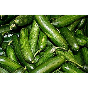 Persian Middle East Cucumber Seeds high yields of 5 to 7" Long Sweet Cucumbers(25 - Seeds)