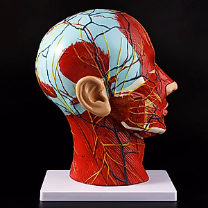 Abicial Human Anatomical Half Head Face Anatomy Medical Brain Neck Median Section Study Model Nerve Blood Vessel for Teaching Learning Tool
