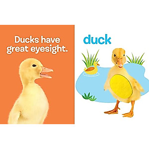 Touch and Feel Farm Animals - Novelty Book - Children's Board Book - Interactive Fun Child's Book