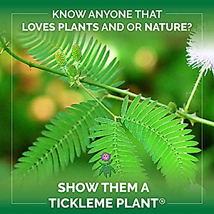 TickleMe Plant Seeds Packets (2) Party Favor! Leaves Fold Together When You Tickle It. Great Science Fun, Easy to Grow Indoors. It Can Flower. Include 10 Activities. Re-Opens in Minutes!