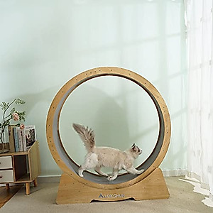 Lokshun Cat Wheel,Cat Exercise Wheel with Lock Pin,Great Weight-Loss Cat Wheel with Carpeted Runway,Large-Sized Cat Exercise Wheel with Noiseless Rollers,42in Large,Cat Teaser Stick Included