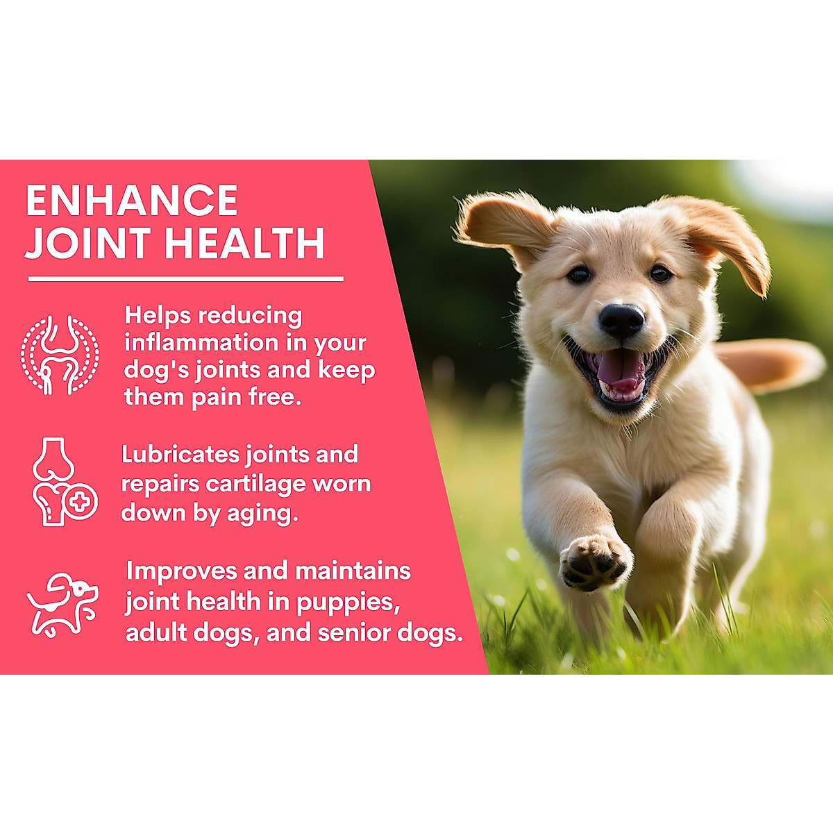 Petz Park Glucosamine for Dogs - Hip & Joint Support Powder with Chondroitin & MSM - Arthritis Pain Relief, Hip Dysplasia Treatment - 800mg Glucosamine - 90 Scoops