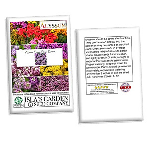 "Sweet Royal Carpet" Alyssum Flower Seeds, 1000+ Seeds Per Packet, (Isla's Garden Seeds), Non GMO Seeds, Botanical Name: Lobularia Maritima, Great Home Garden Gift