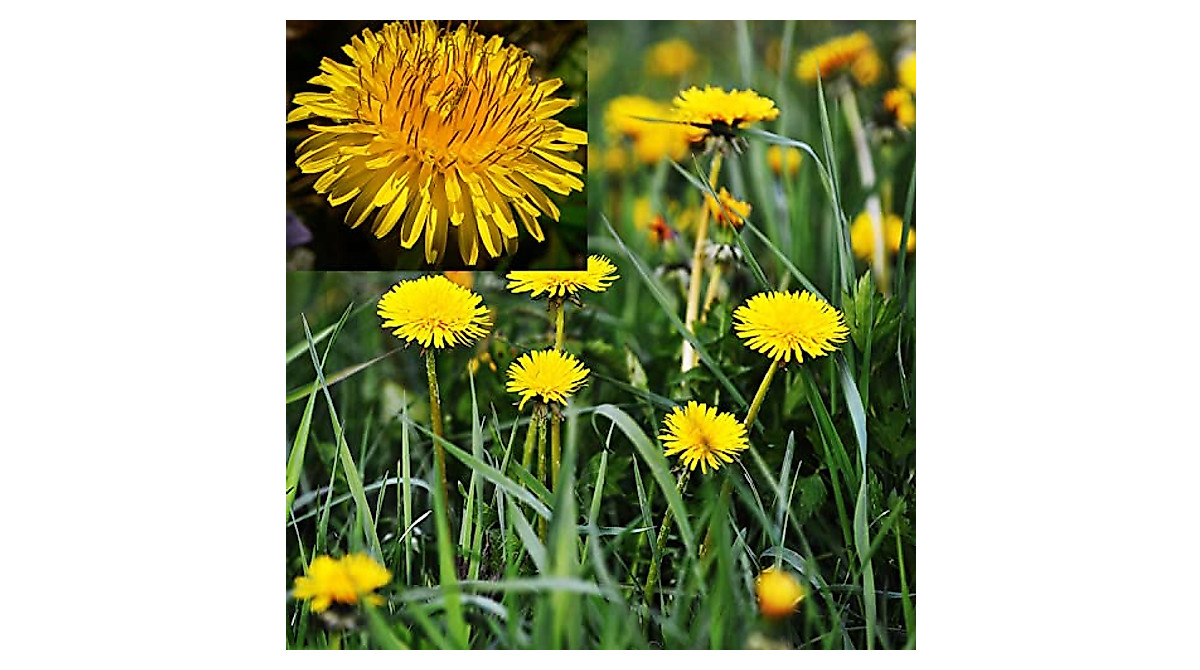 MOKALALA Dandelion Seeds - 2000 Non-GMO Seeds