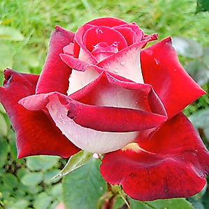 QAUZUY GARDEN 20 Rare Osiria Hybrid Tea Rose Seeds, Exotic Rare Dragon Rose Flower Seeds Fresh Hardy Very Fragrant Striking Landscape Plant Attract Bees