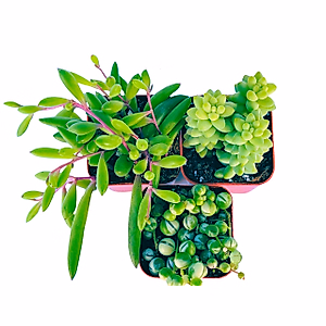 Succulents Plants Live (3-Pack) 2" Hanging Plants Starter Pack, Live Succulent Plants Fully Rooted in Planter Pots with Succulent Soil Mix by The Succulent Cult (3 Pack)