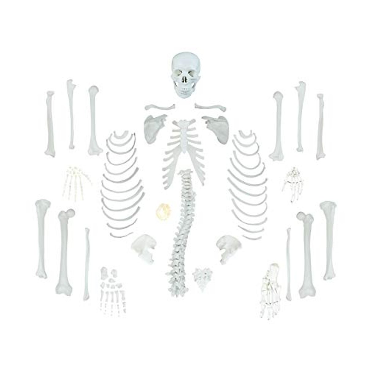 Vision Scientific VAS220-CC0 Life Size, Total Disarticulated Skeleton | Bones & Osteological Features Numbered for Identification | 3-Part Skull | Key to Numbered Structures W Manual & Carrying Case