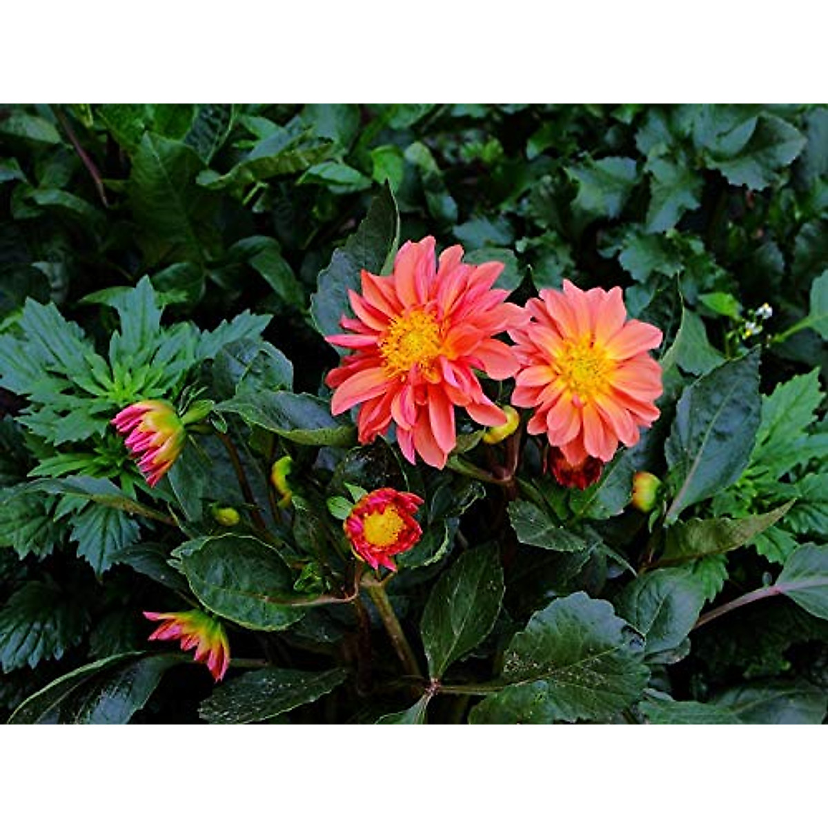 120+ Mixed Rare Dahlia Flower Seeds Spectacle Perennial Flowers Plant for Bonsai in Home Garden