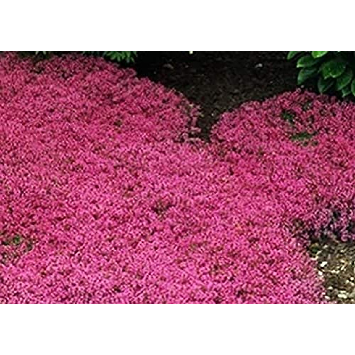 1000 Creeping Thyme Seeds - Thymus Serpyllum- Perennial Ground Cover