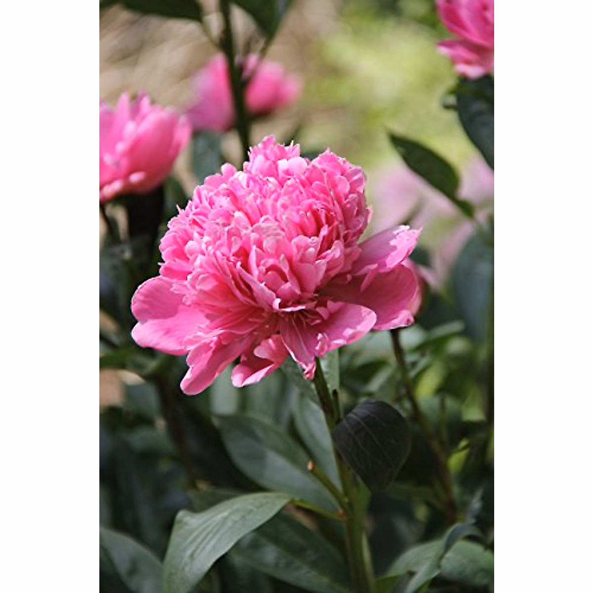 Sarah Bernhardt Garden Peony - Pink Paeonia (3 Roots)