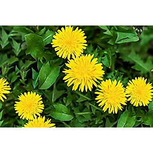 15000+ Pcs Dandelion Seeds Organic Real Herb Planting The Dandelion Seed