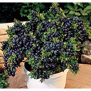zellajake 50+Blueberries Seeds Heirloom Plants Berry Seeds Home Garden Bonsai