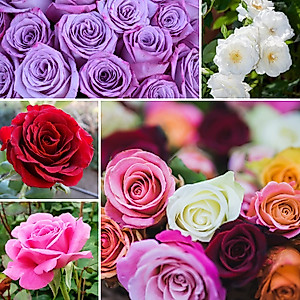 20 Mix Rose Bush Seeds for Planting, Rare Rose Bush Seeds Flowers to Grow, Colorful Flowers