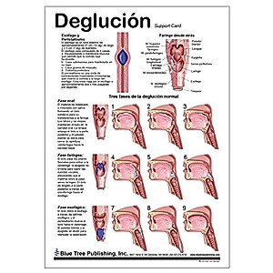 Blue Tree Publishing Swallowing anatomy education (A4 laminated chart (Spanish))