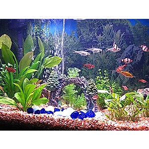 SOUTH SHORE RETAIL, LLC Assorted Community Fish Pack - Mystery Fish - Selected By Our Experts! - Live Fish (10 Pack)