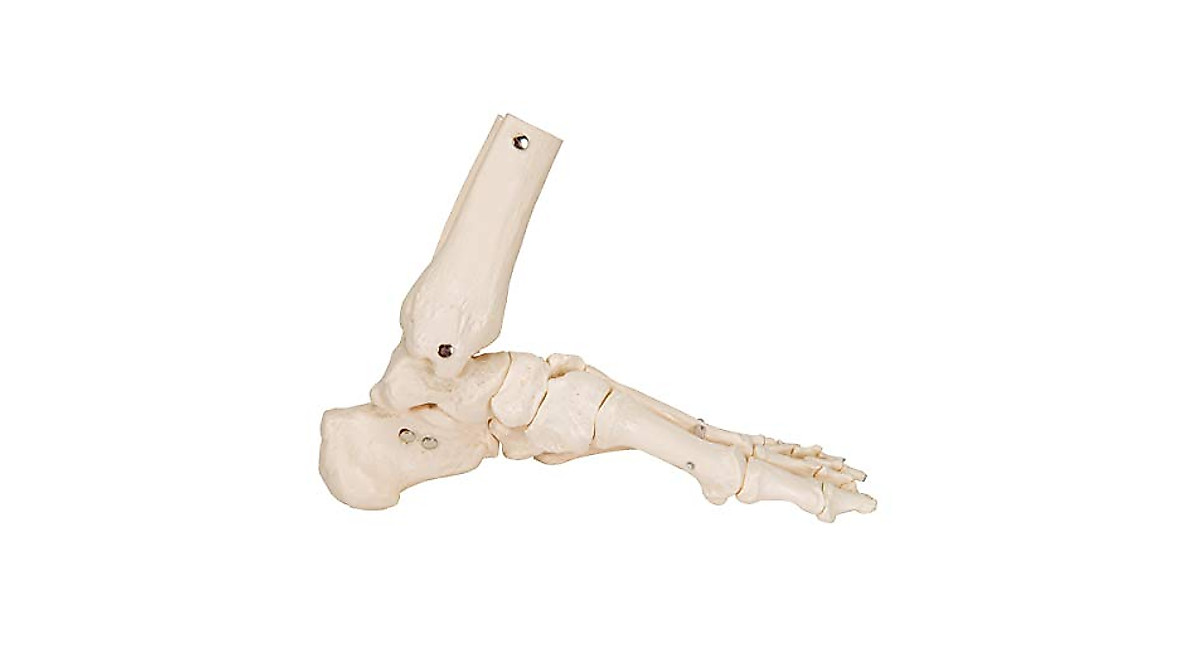 3B Scientific Foot Skeleton - Flexible Anatomical Model